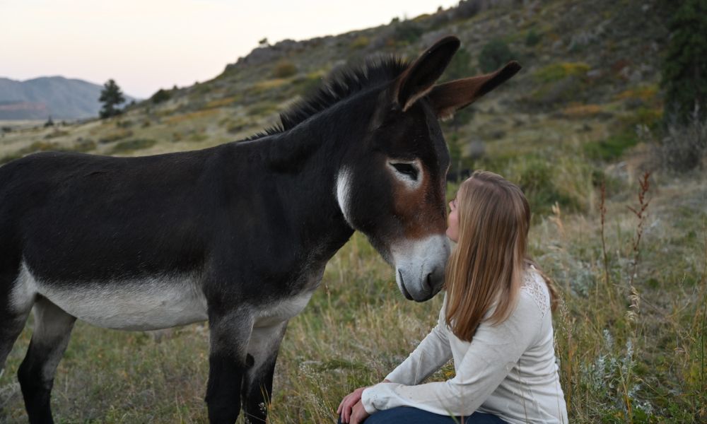 Equine Therapy | Holistic & Integrative Therapy